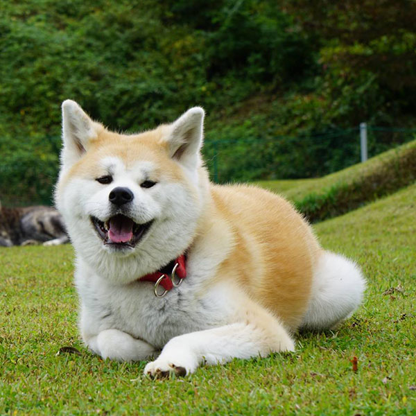 Akita Dogs – Odate Shinmeisha Festival— Vibrant Tradition & History