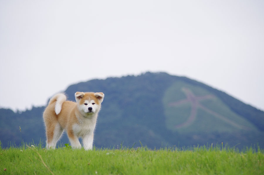 Akita Dogs – Odate Shinmeisha Festival— Vibrant Tradition & History