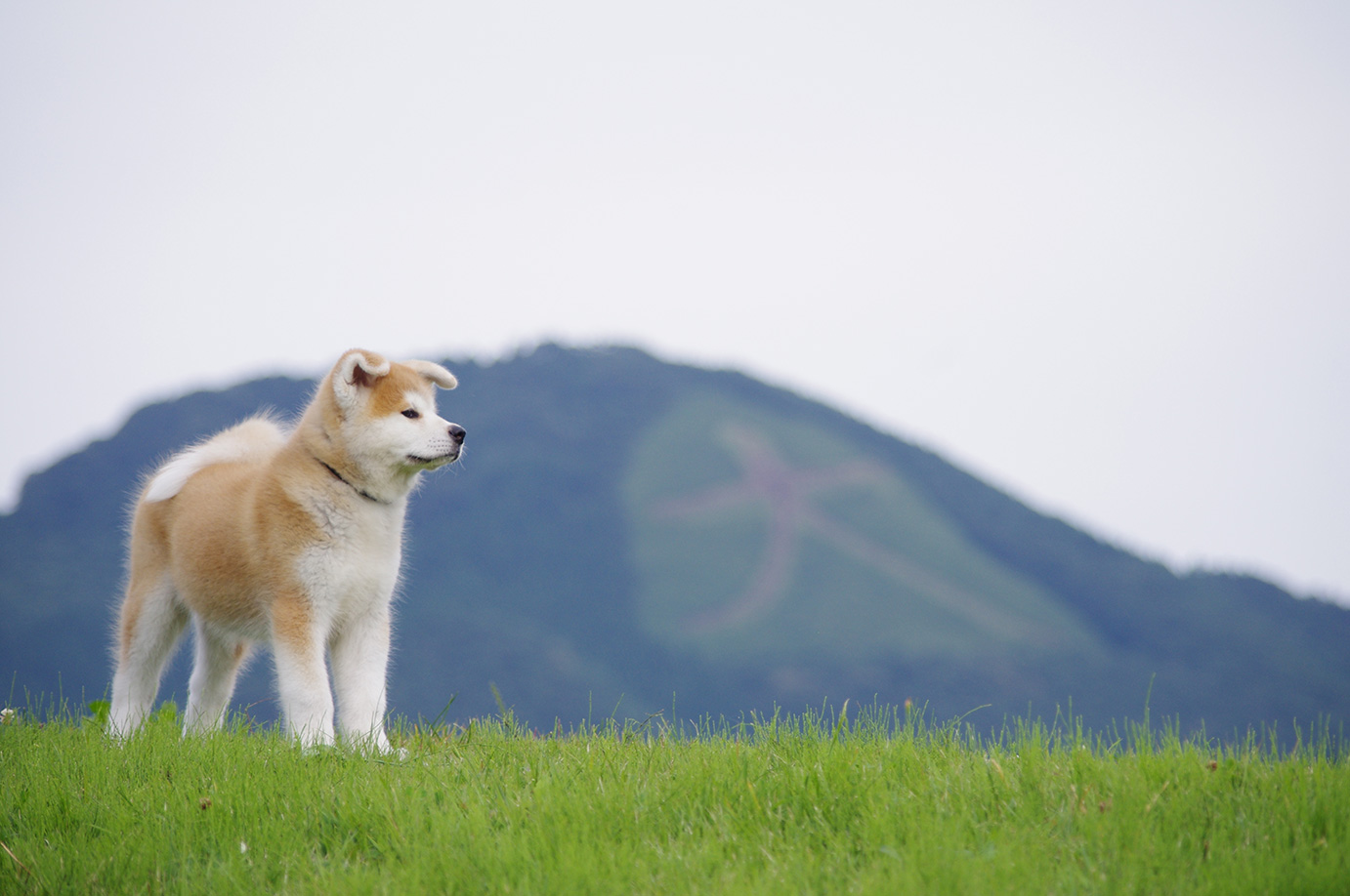 Odate Shinmeisha Festival— Vibrant Tradition & History – Learn about ...